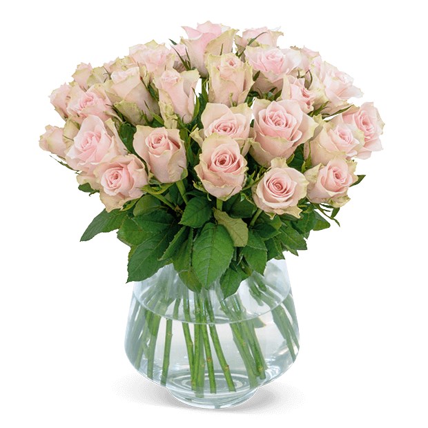 40 rosane Rosen für 24,98€ | MonsterDealz.de