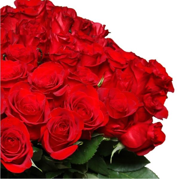 Blume-Ideal: 50 rote Rosen XXL für 28,98€| MonsterDealz.de